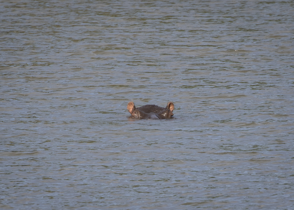 Common Hippopotamus in March 2024 by Andre Harmse · iNaturalist