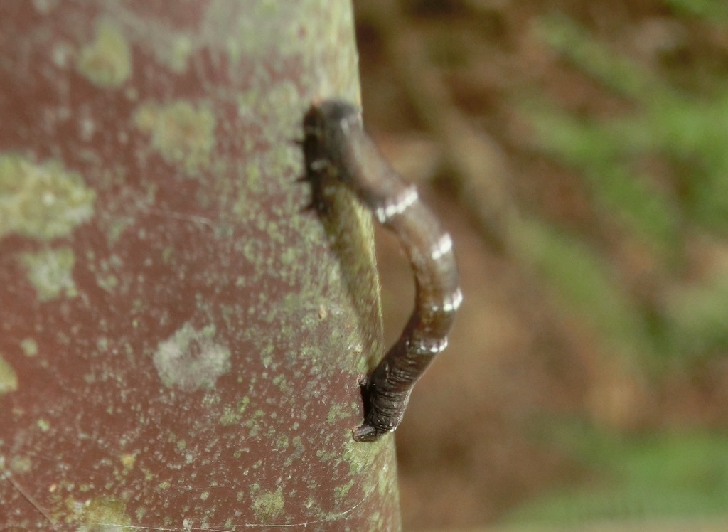 Black Looper from 520台灣彰化縣田中鎮 on May 4, 2024 at 04:08 PM by r88621108 ...