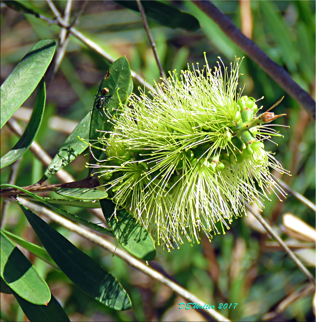 Wallum Bottlebrush from Coolum Beach QLD 4573, Australia on August 20 ...