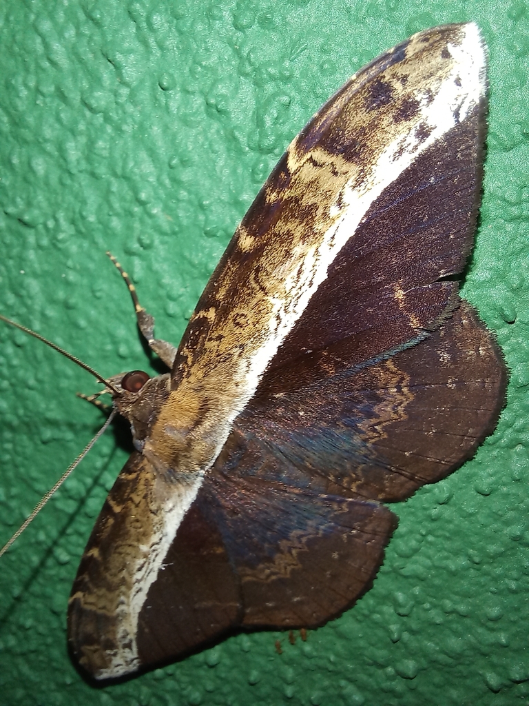 Hemeroblemma isione from Araguaia, Nova Serrana - MG, 35519-000, Brasil ...