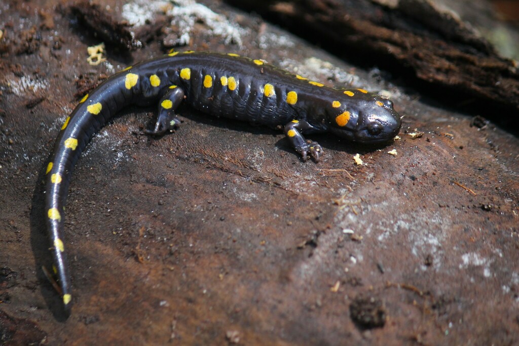 Spotted Salamander from Sault Ste. Marie, ON, Canada on May 4, 2024 at ...