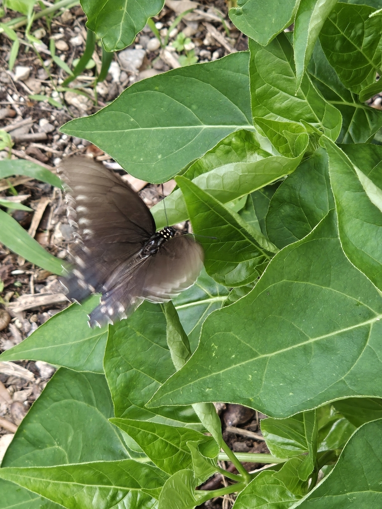 Pipevine Swallowtail from Kessler, Dallas, TX, USA on May 4, 2024 at 05 ...
