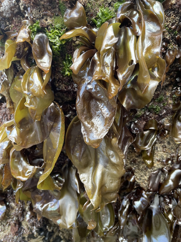 Iridescent Algae from North Pacific Ocean, Pacifica, CA, US on May 4 ...