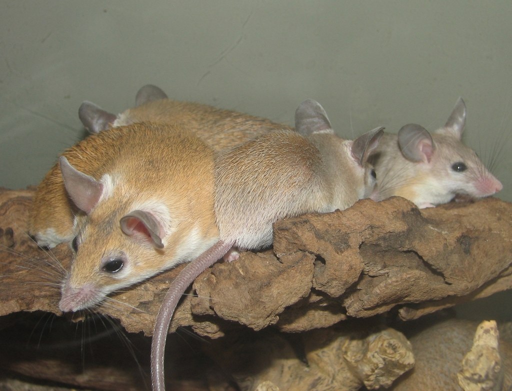 Cairo Spiny Mouse (Acomys cahirinus) - Know Your Mammals