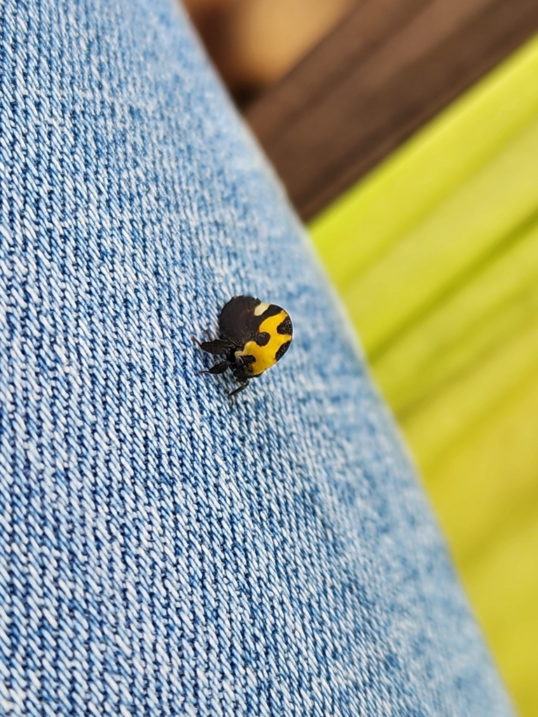 Mexican Treehopper from Las Agujas, Jal., México on February 15, 2024 ...