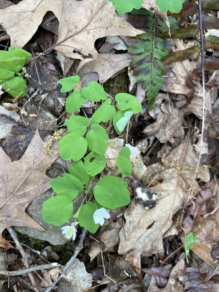 rue anemone from SR-520, Killbuck, OH, US on May 4, 2024 at 02:30 PM by ...