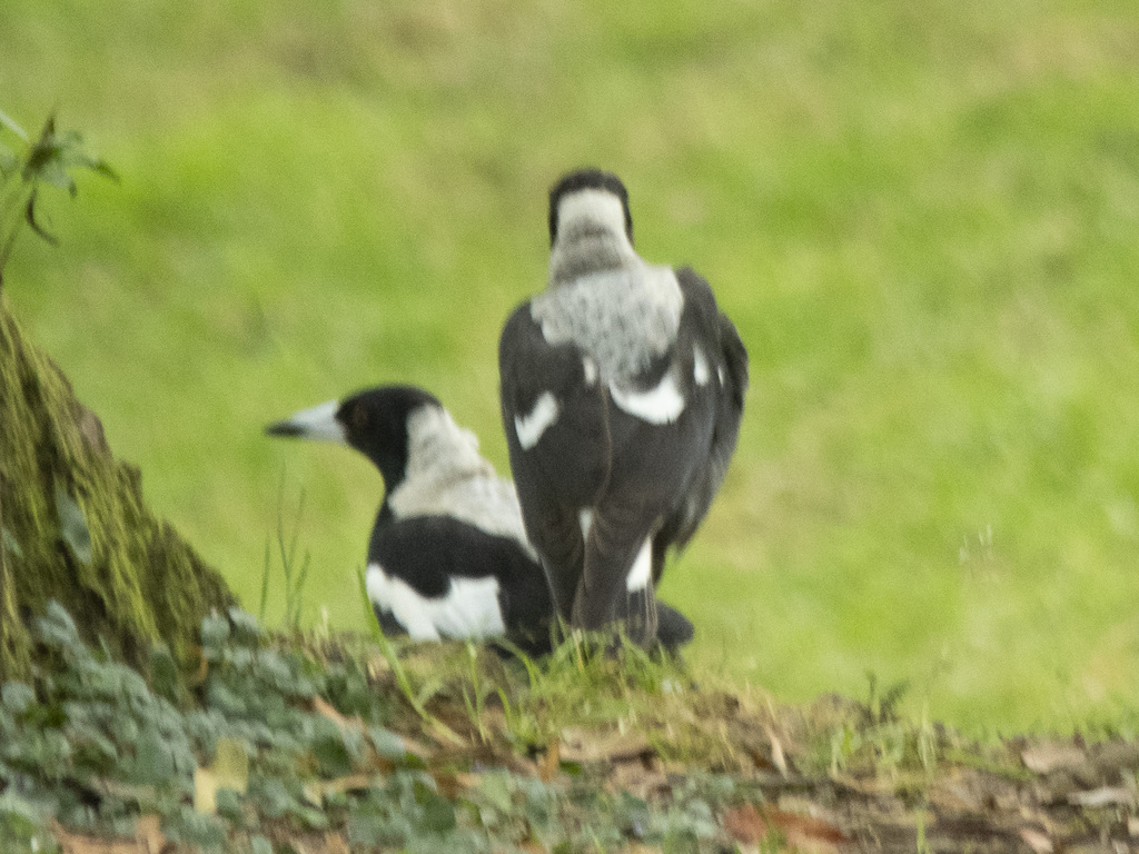 Australian Magpie from Balook VIC 3971, Australia on January 24, 2023 ...