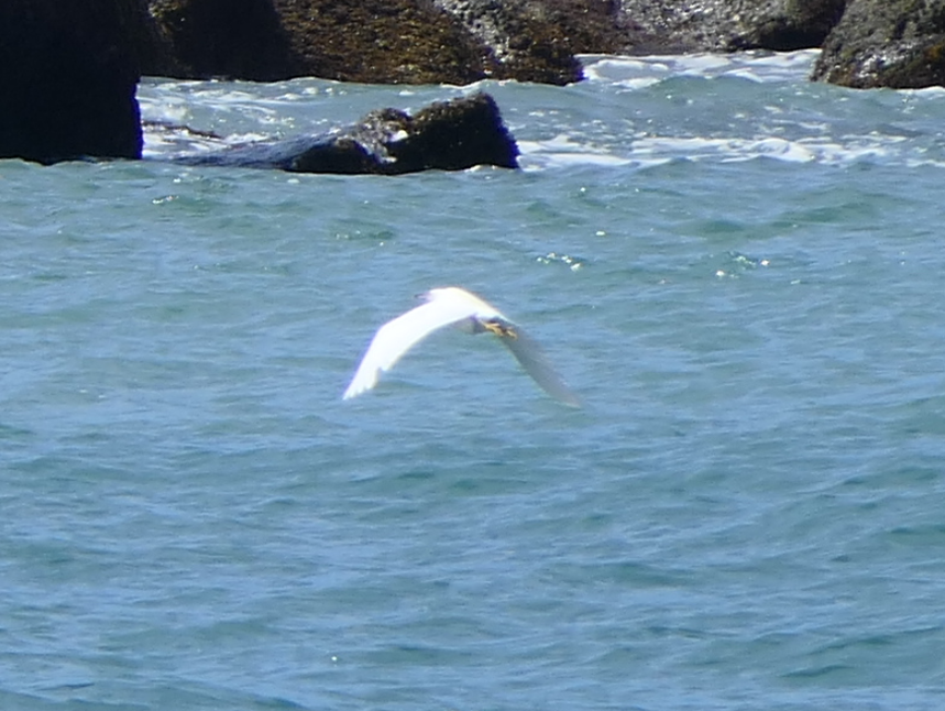 Pacific Reef Heron from Florence Bay QLD 4819, Australia on May 4, 2024 ...