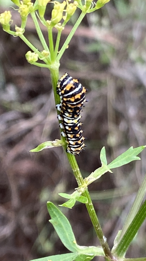 Black Swallowtail from St. Edwards, Austin, TX, US on May 4, 2024 at 01 ...