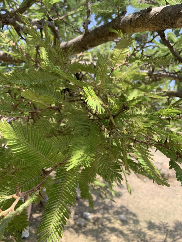 fern-leaf acacia from Monte Albán, Santa Cruz Xoxocotlán, Oax., MX on ...