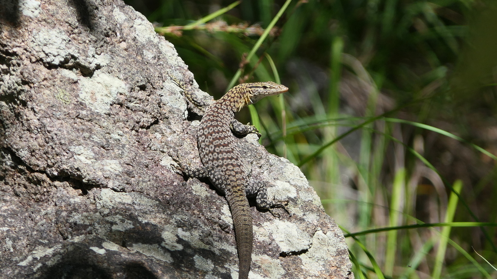 Freckled Monitor from Florence Bay QLD 4819, Australia on May 4, 2024 ...