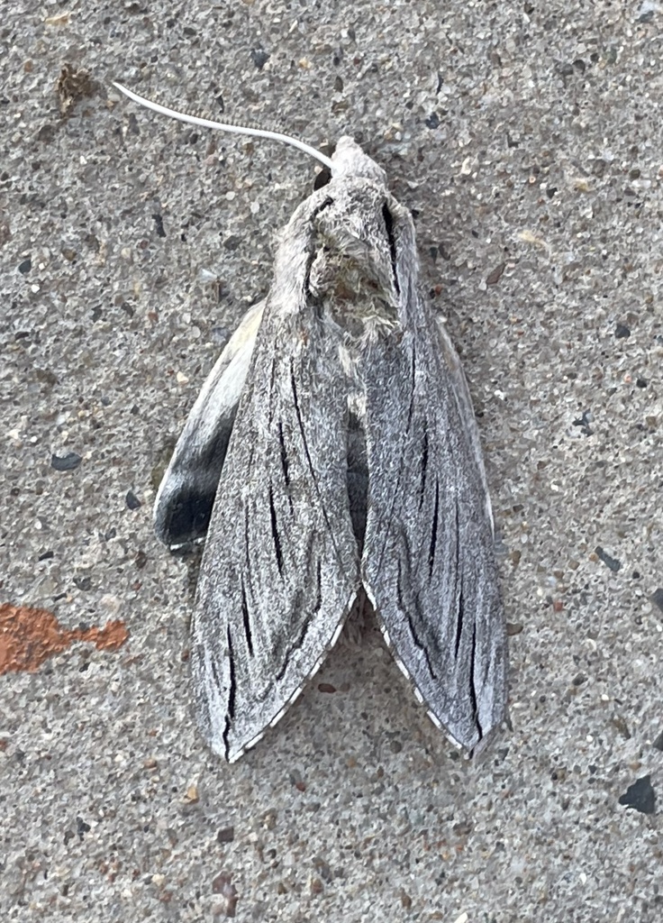 Great Ash Sphinx from Kayenta, Kayenta, AZ, US on May 4, 2024 at 07:57 ...