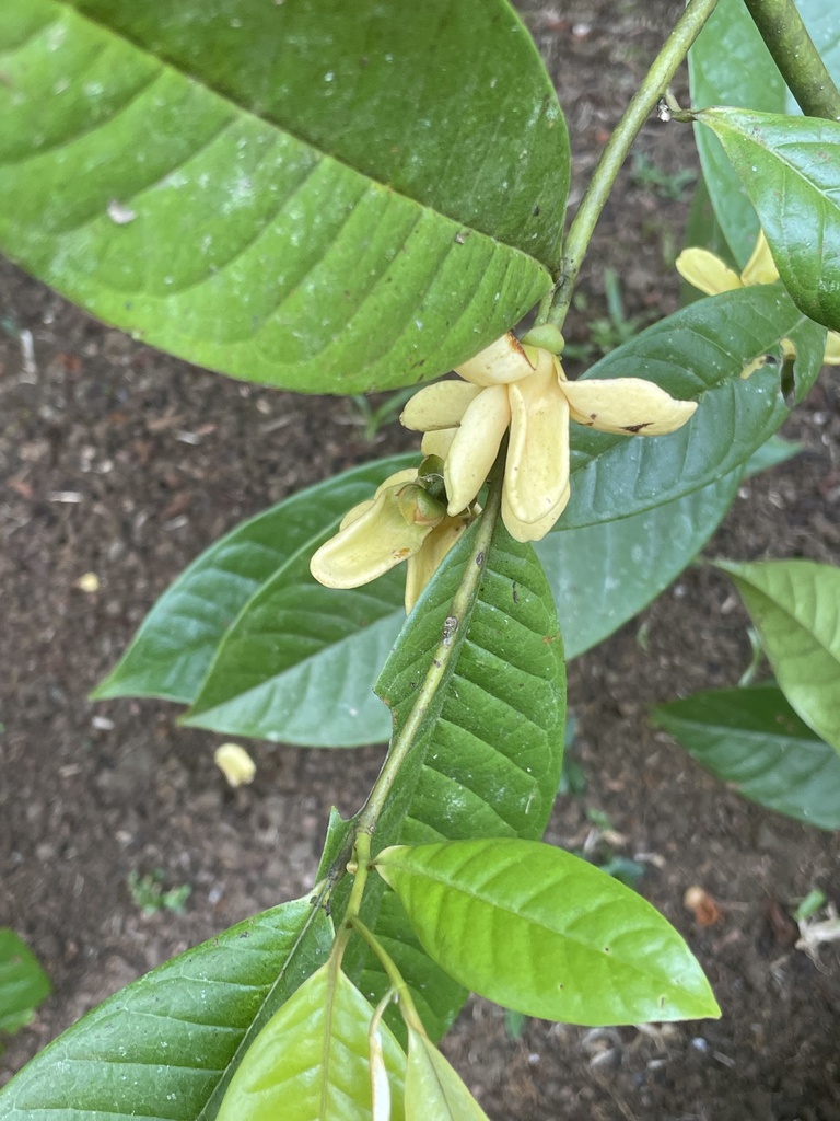 Guatteria from Str, Sarapiqui, Heredia, CR on May 3, 2024 at 10:07 AM ...