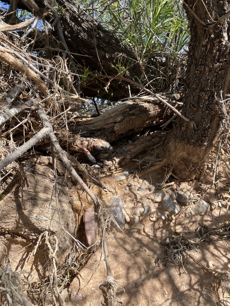 Gila Monster in May 2024 by Lilly Setters · iNaturalist