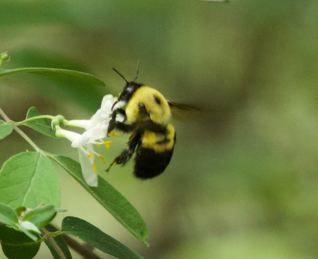 Brown-belted Bumble Bee from Cook County, IL, USA on May 4, 2024 at 12: ...