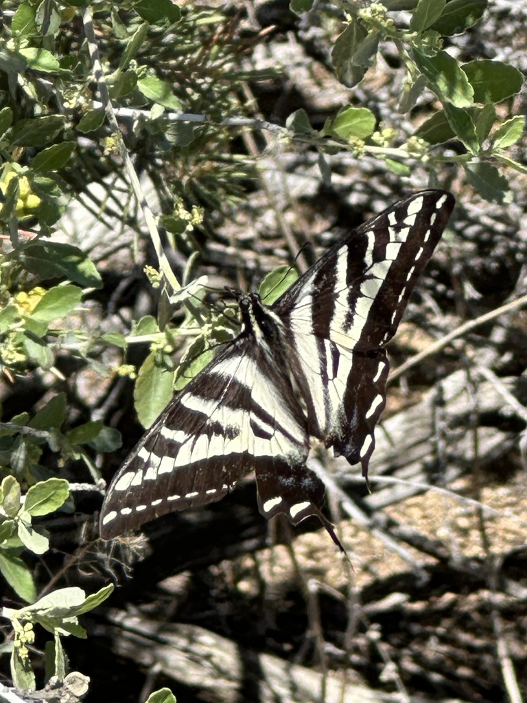 Pale Swallowtail from Santa Rosa and San Jacinto Mountains National ...