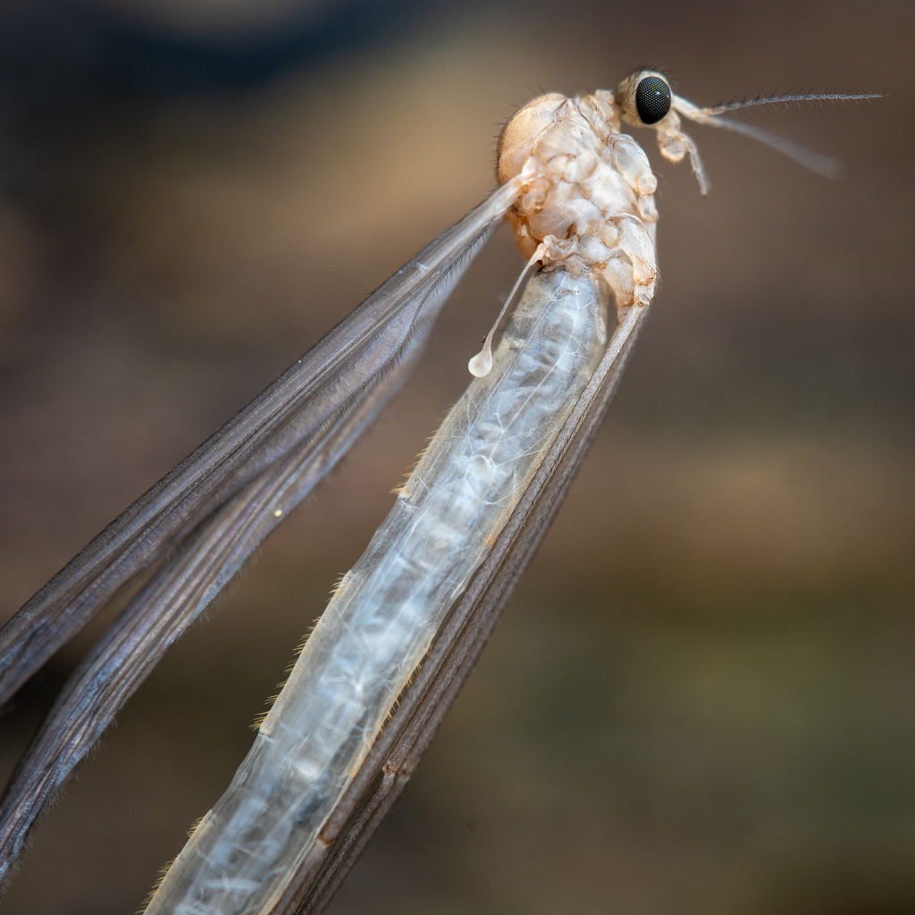Crane Flies in May 2024 by Claus Giloi. Emerging from a decomposing log ...