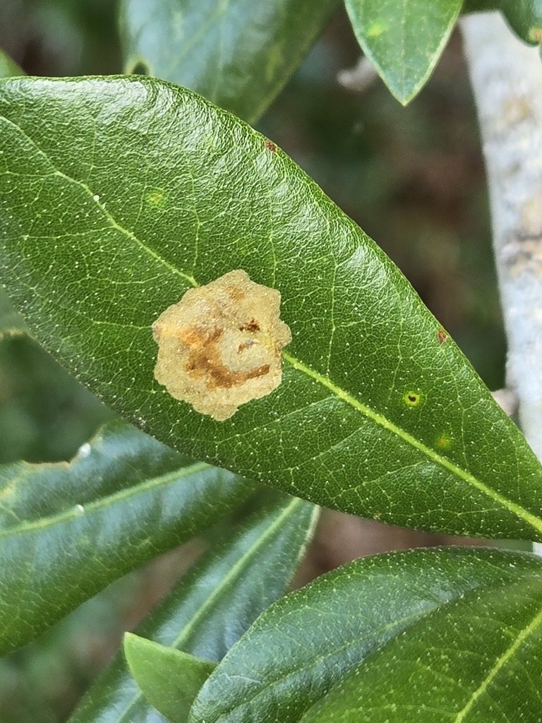 Cameraria from Keystone, FL, USA on May 4, 2024 at 05:14 PM by Tyler ...