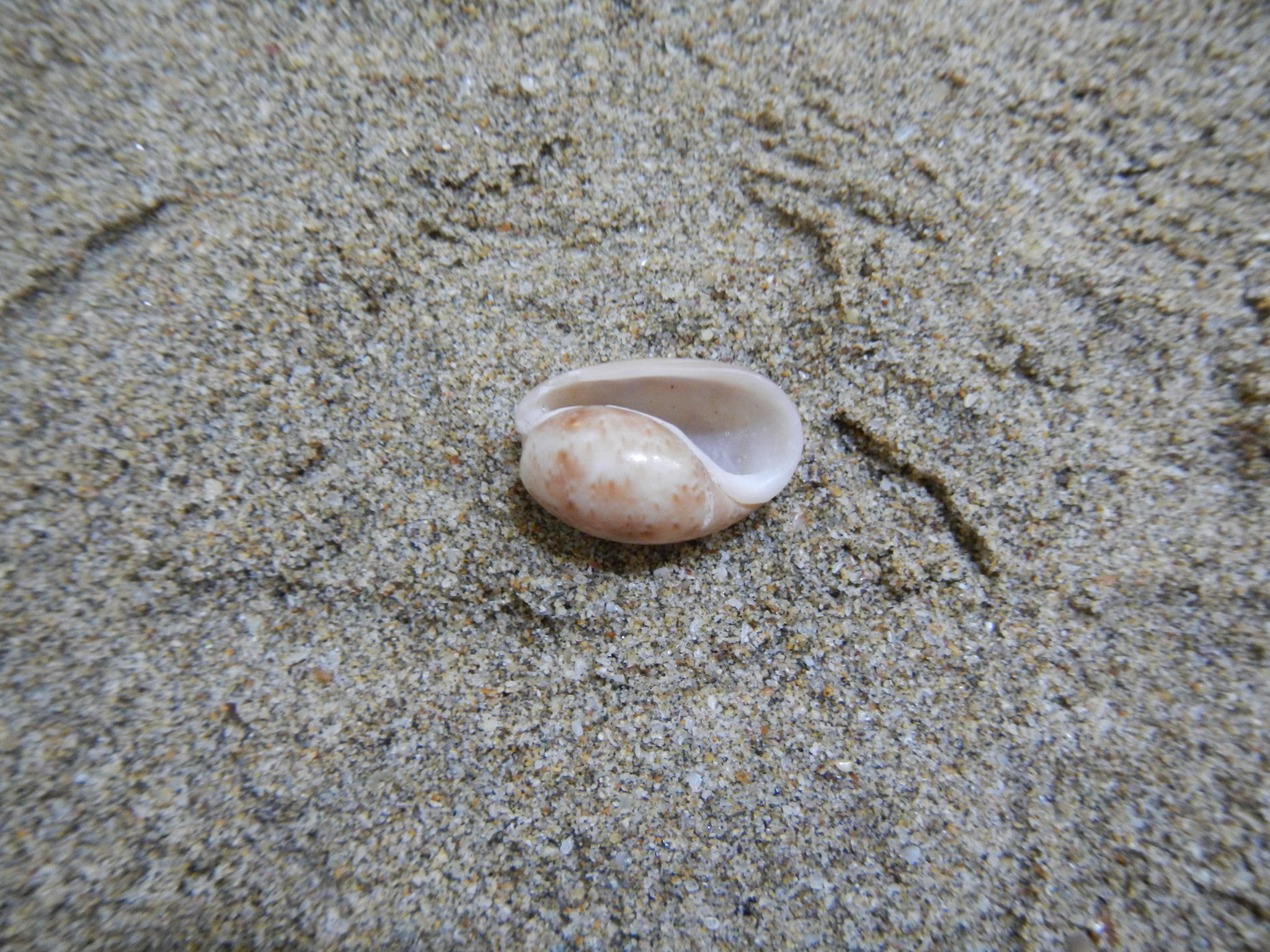 Bulla punctulata A.Adams, 1850