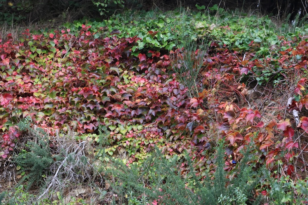 Japanese creeper from Wellington Botanic Garden 101 Glenmore Street ...