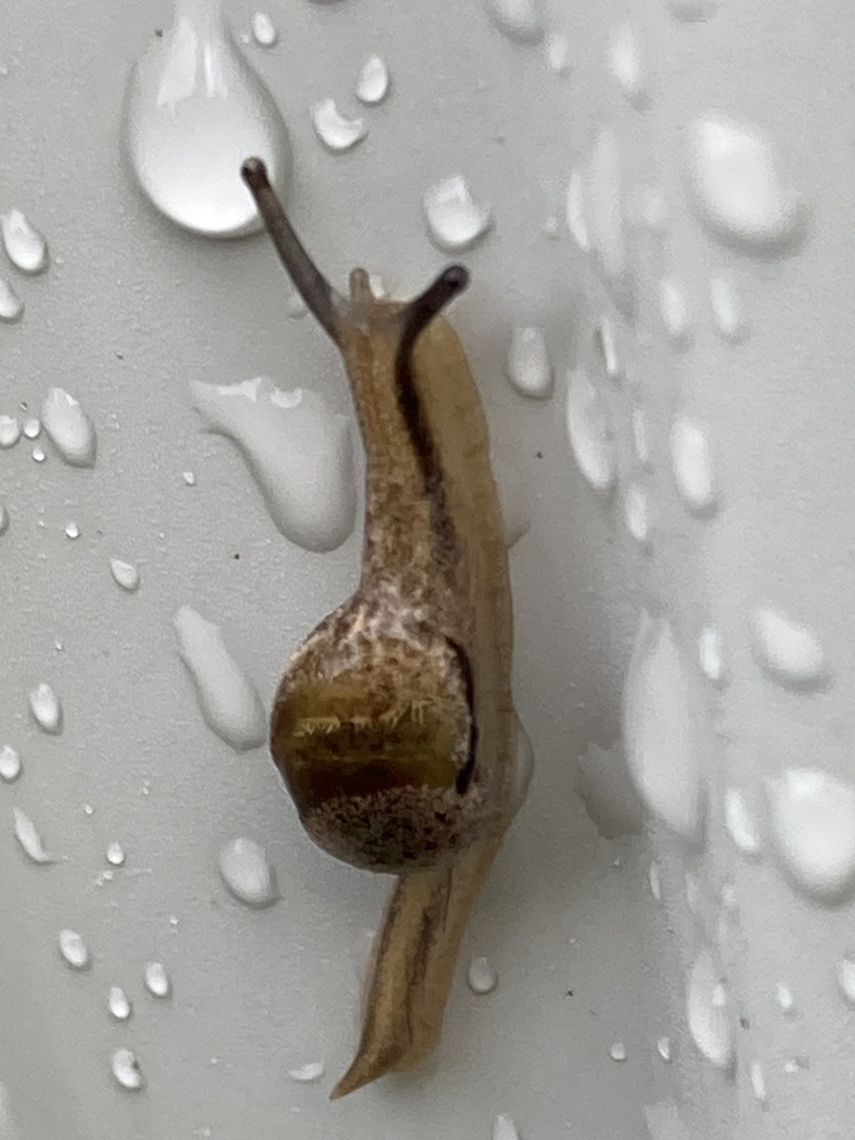 Iridescent Semi-Slug from Burraneer Rd, Coomba Park, NSW, AU on May 5 ...