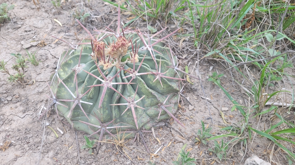 Horse Crippler Cactus from Del Rio, TX 78840, USA on May 4, 2024 at 09: ...