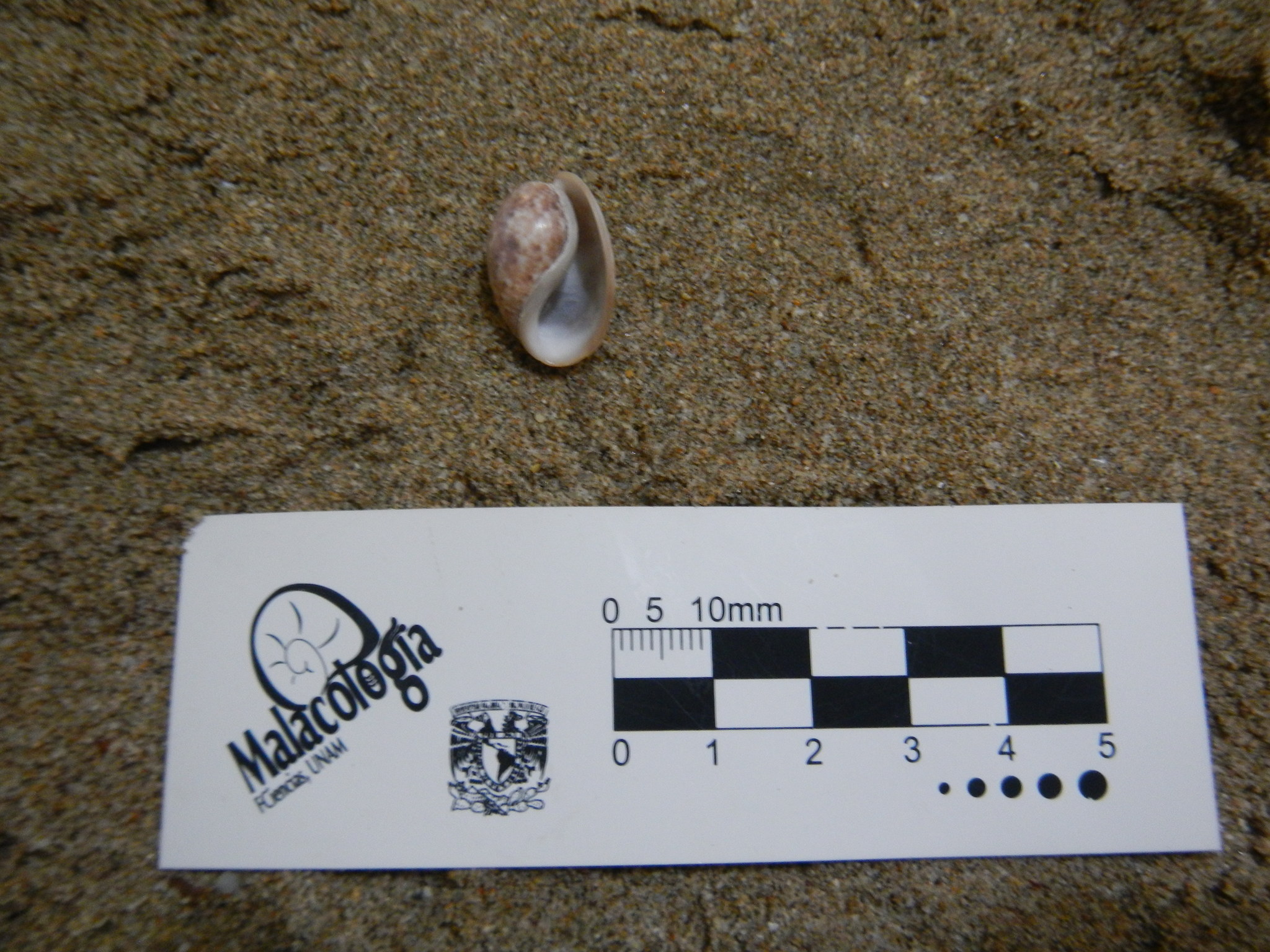 Bulla punctulata A.Adams, 1850
