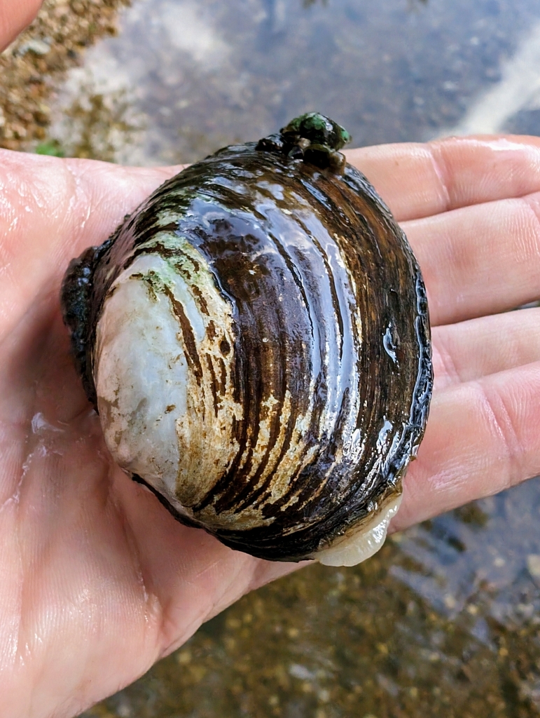 Ambleminae from Lynch Township, MO, USA on May 4, 2024 at 06:20 PM by Conway Hawn · iNaturalist