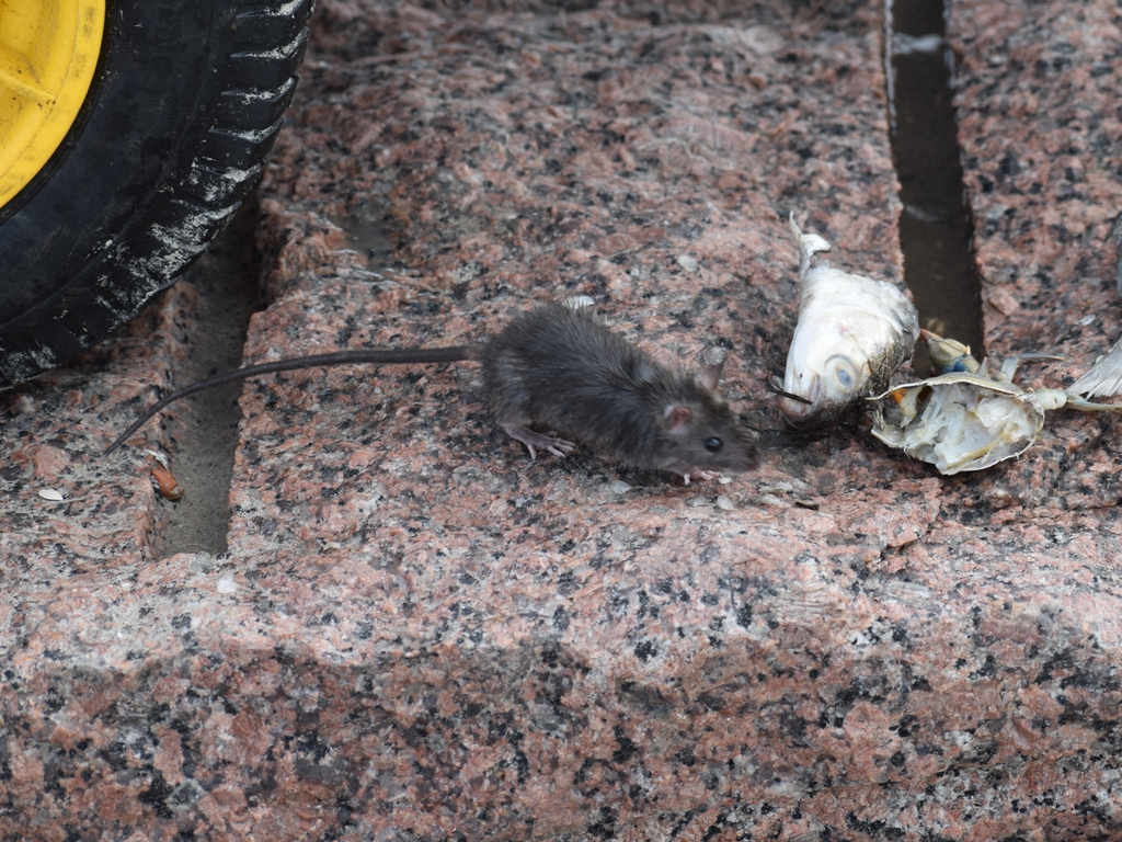 Old World Rats from Port Aransas, TX, USA on May 4, 2024 by Chris ...