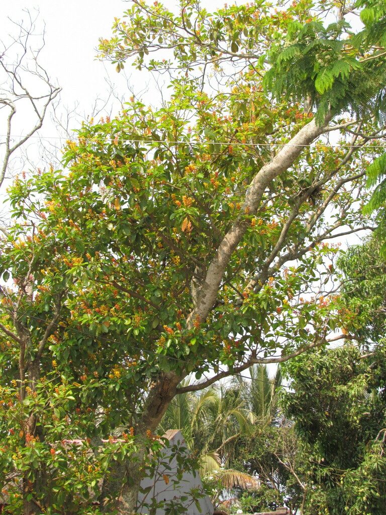 Nance from La Aguada on April 28, 2024 at 09:34 AM by axel-f-m ...