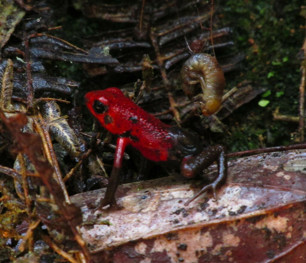 Andean Poison Frog in April 2024 by Juan Carlos Mejia · iNaturalist