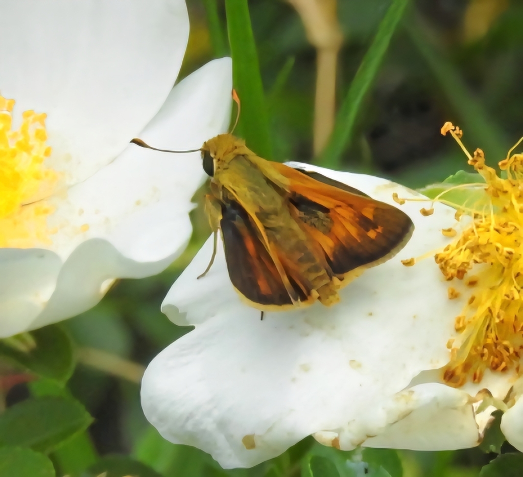 Huron Sachem in May 2024 by Kim Draper · iNaturalist