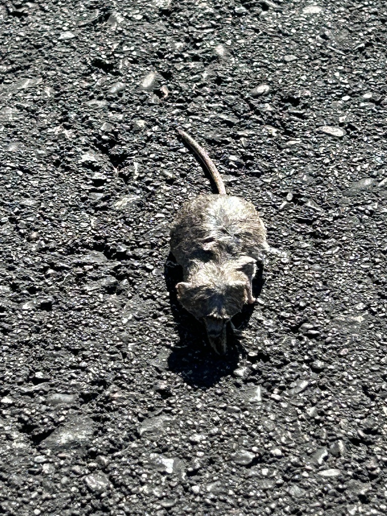 Rodents from 243rd Ave NW, Zimmerman, MN, US on May 4, 2024 at 05:19 PM ...