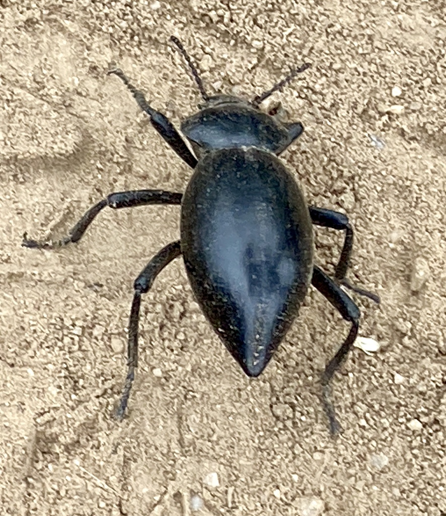 Eleodes acuticauda from Irvine, CA, USA on May 2, 2024 at 11:24 AM by ...