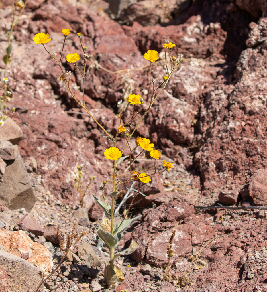 Desert Sunflower from Yuma County, AZ, USA on April 27, 2024 at 01:17 ...