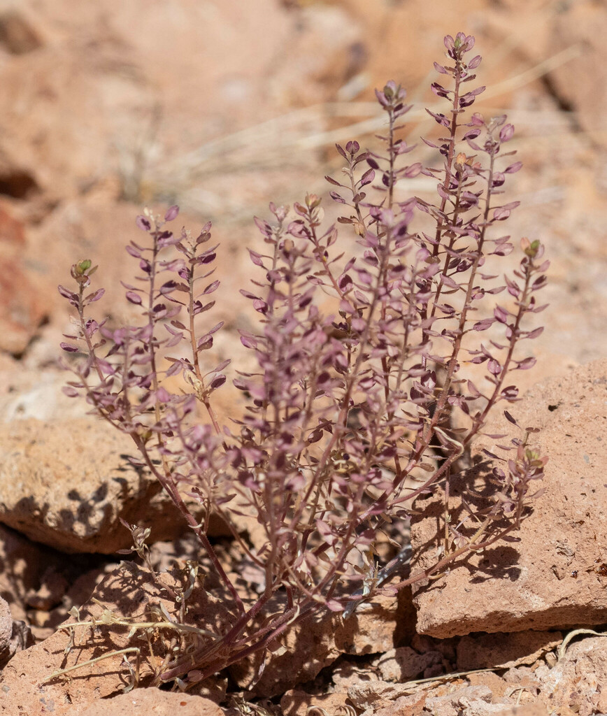 Hairypod Pepperweed from Yuma County, AZ, USA on April 27, 2024 at 01: ...