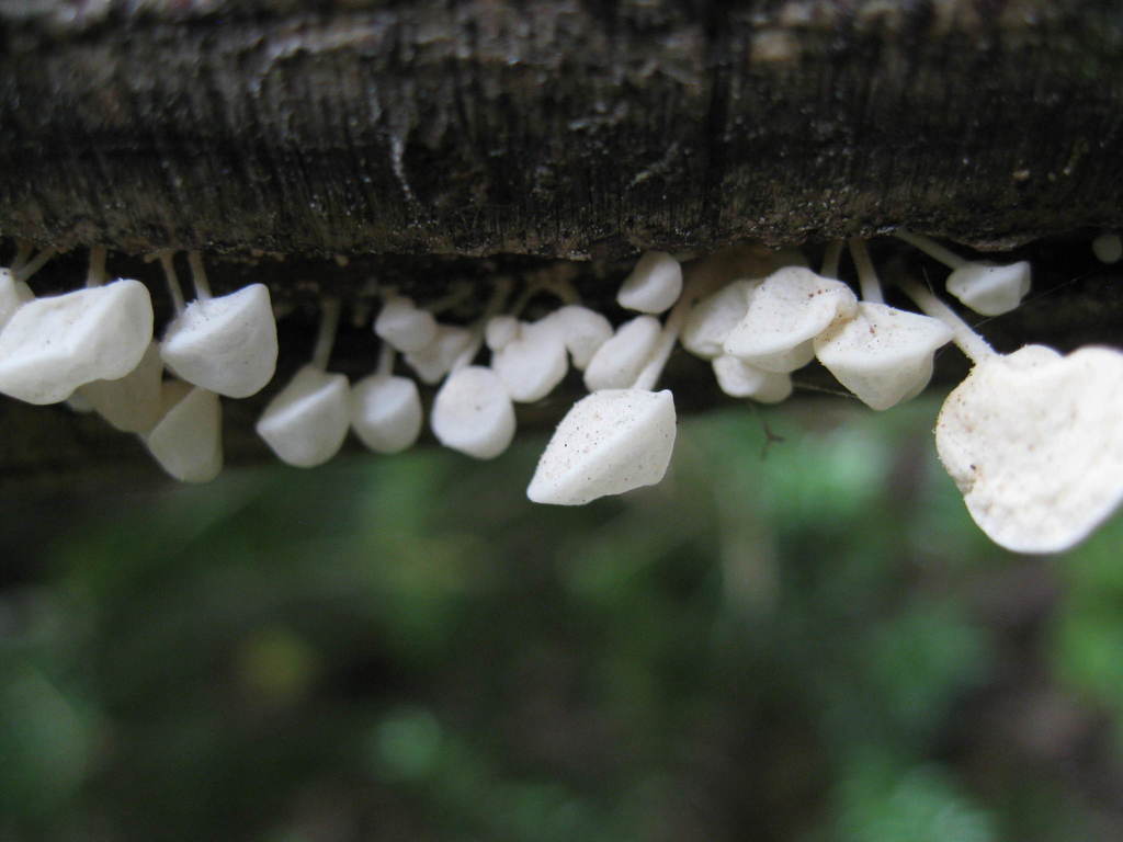 bladder stalks (Fungi including Lichens and Slime Molds of Seney ...