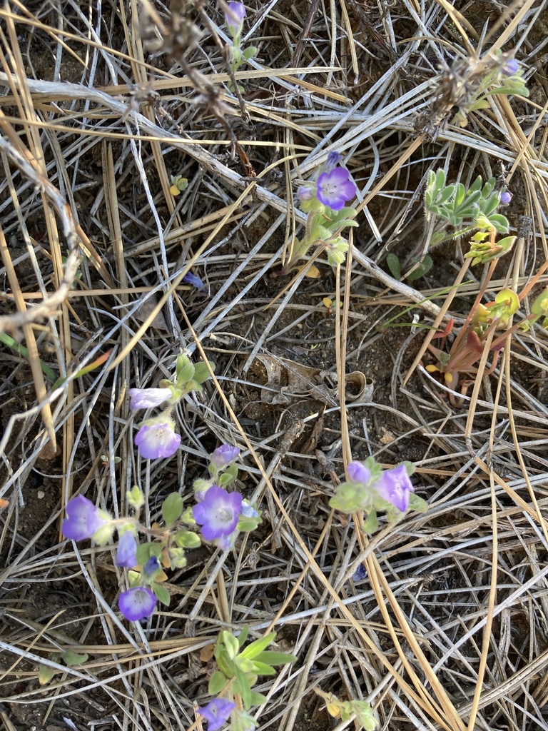 Humiles from Cleveland National Forest, Mount Laguna, CA, US on May 04 ...