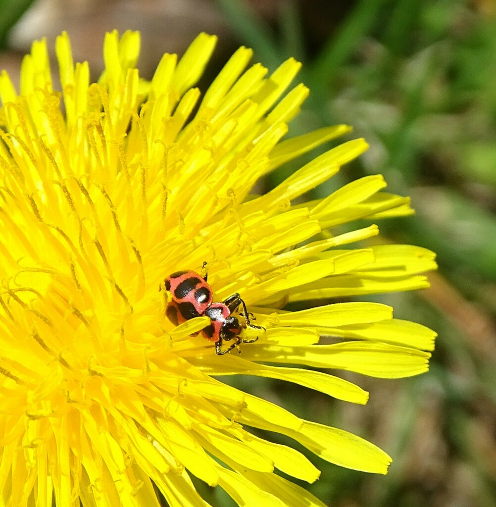 Spotted Pink Lady Beetle from Whitcomb Farm, Essex Junction, VT, USA on ...