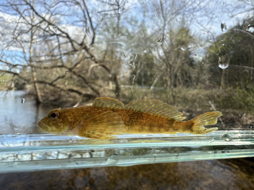Slimy Sculpin from Batten Kill, Arlington, VT, US on May 3, 2024 at 04: ...
