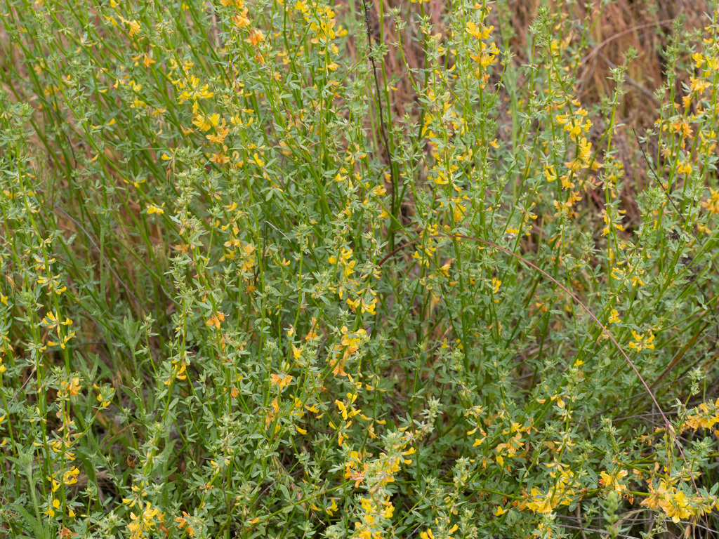 deerweed from San Diego County, CA, USA on May 4, 2024 at 09:33 AM by ...