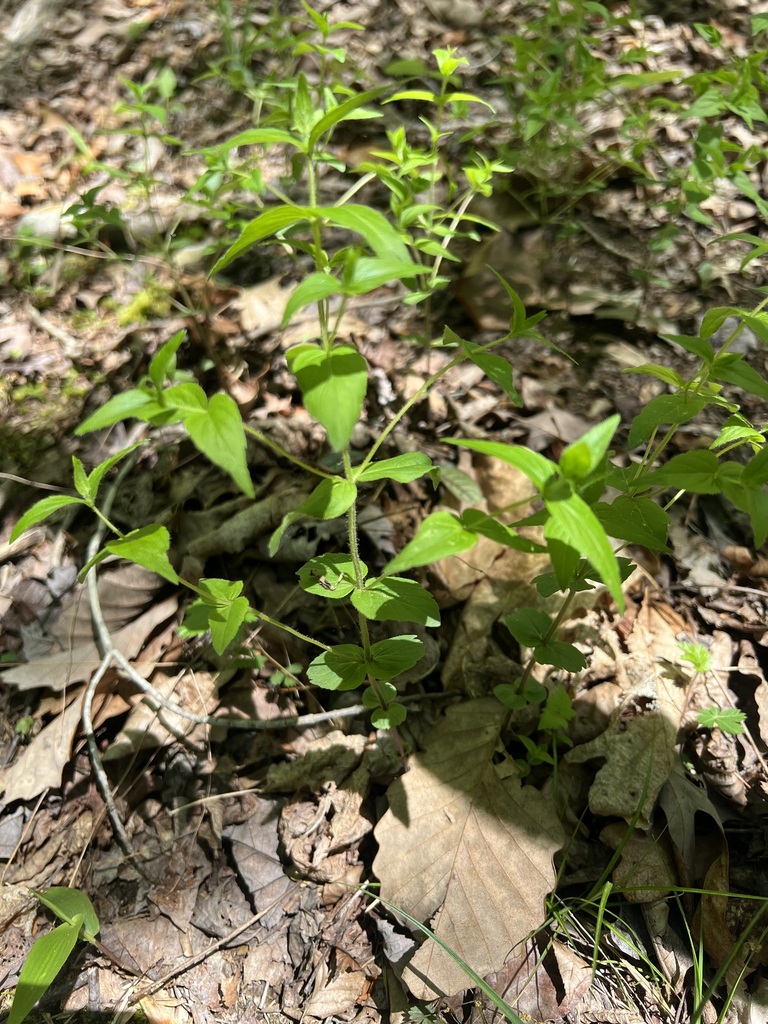 common dittany in April 2024 by rbartgis · iNaturalist