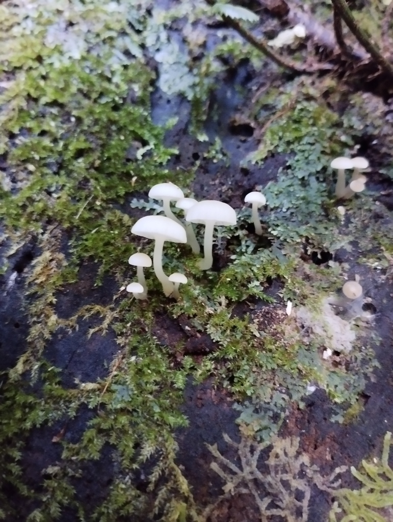 Austral Dripping Bonnet from Wilton, Wellington, New Zealand on May 4 ...