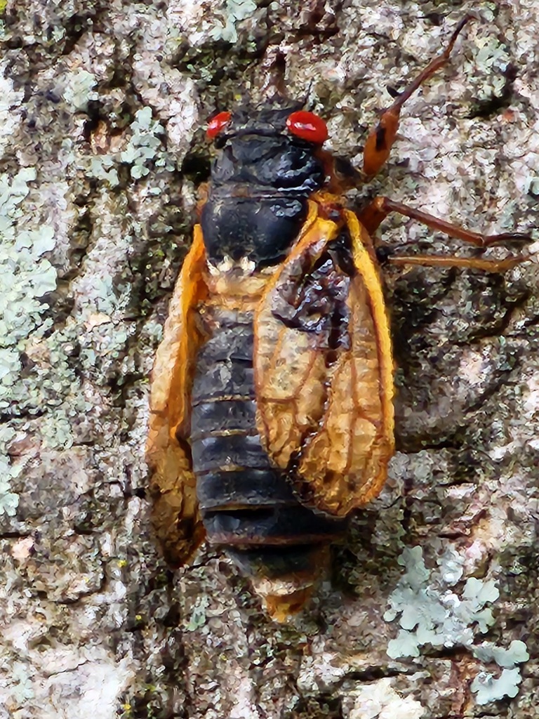 Periodical Cicadas from Huntsville, AL, USA on May 3, 2024 at 04:38 PM ...