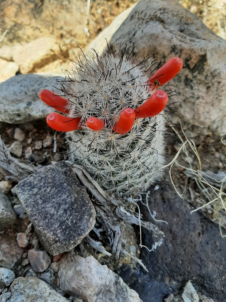 Common Fishhook Cactus in May 2024 by Dalton Spencer · iNaturalist