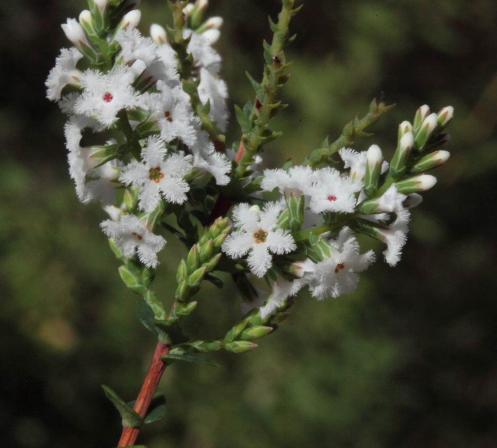 Leucopogon glabellus from Pingrup WA 6343, Australia on July 28, 2016 ...