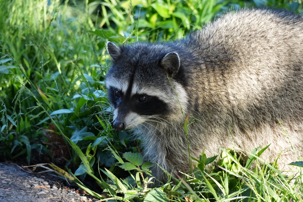 Common Raccoon from Golden Gate Park, San Francisco, CA, USA on May 4 ...