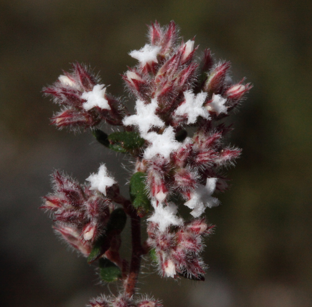 Leucopogon microcarpus from Yoganup WA 6275, Australia on July 28, 2016 ...