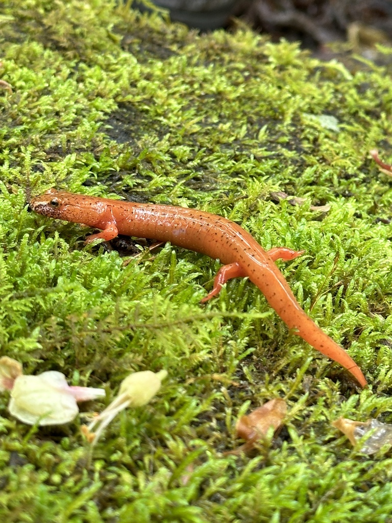 Spring Salamander in May 2024 by mabrybiggs · iNaturalist