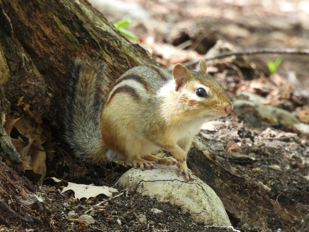 Eastern Chipmunk from Stites Natural Area - Leelanau Conservancy, 500 ...
